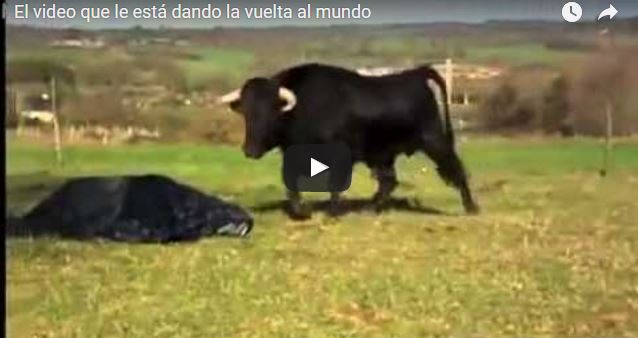El video de este toro esta dado la vuelta a mil por todo mundo. ¡Mira ...