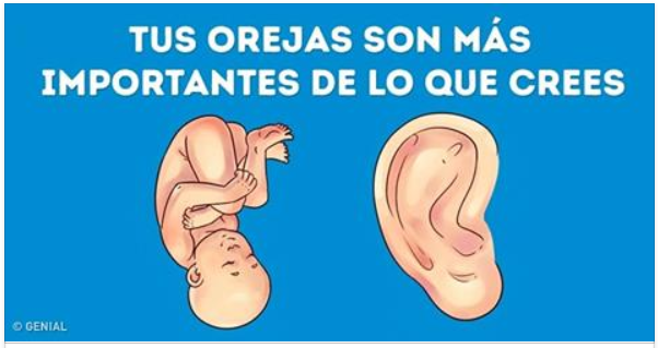 Lo Que Dicen Tus Orejas De Ti - Medicina Sana
